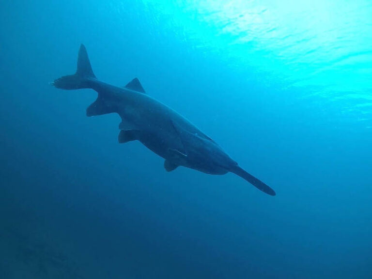 The Elusive Quarry Shark Hunt - Indy Dive Center